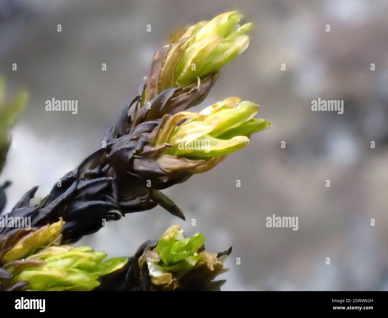 mosses (Bryophyta), Plantae, River Kirkaig, Lairg, Scotland, GB Stock ...
