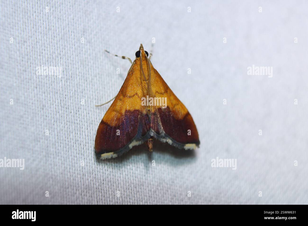 Bicolored Pyrausta Moth (Pyrausta bicoloralis), Insecta, Mile Island Moth Sheet Stock Photo - Alamy
