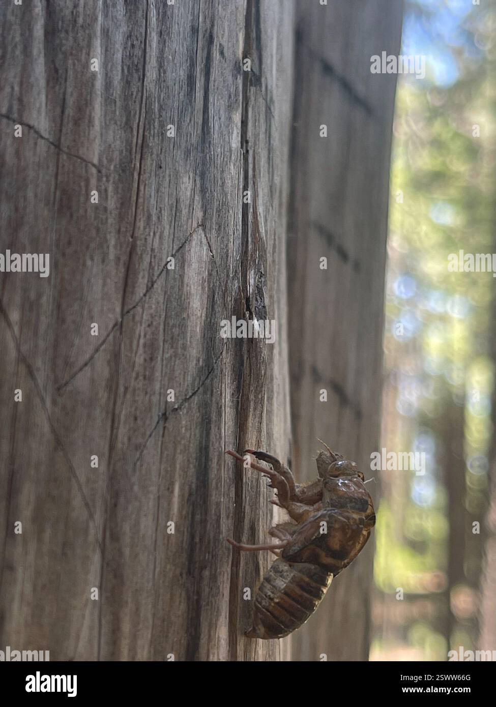 (Okanagana), Insecta, Calaveras Big Trees State Park, Arnold, CA, US ...