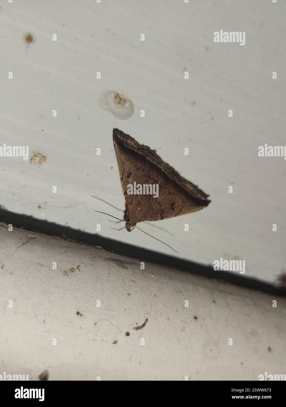 Litter Moths (Herminiinae), Insecta, Kerala, India Stock Photo - Alamy