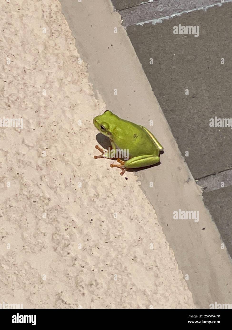 Holarctic Treefrogs (Hyla), Amphibia, Bypass Rd, Williamsburg, VA, US ...