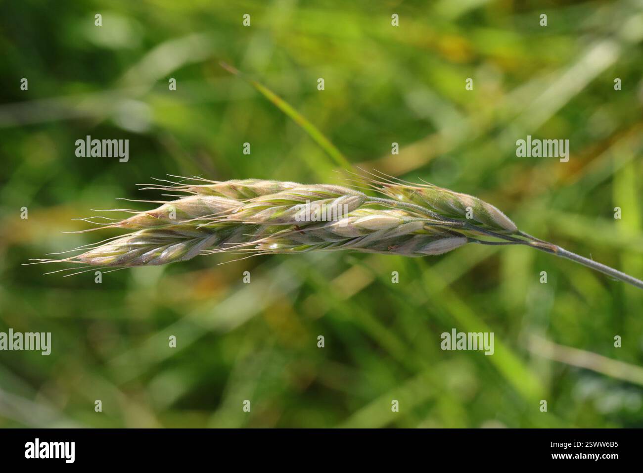 common soft brome (Bromus hordeaceus), Plantae, Car Park, Ffordd ...