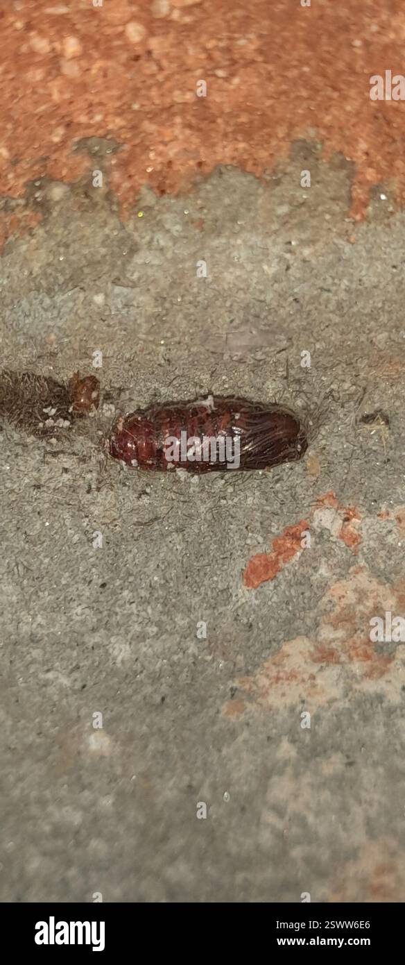 sandalwood defoliator (Amata passalis), Insecta, 848/6, Fort Kengeri ...