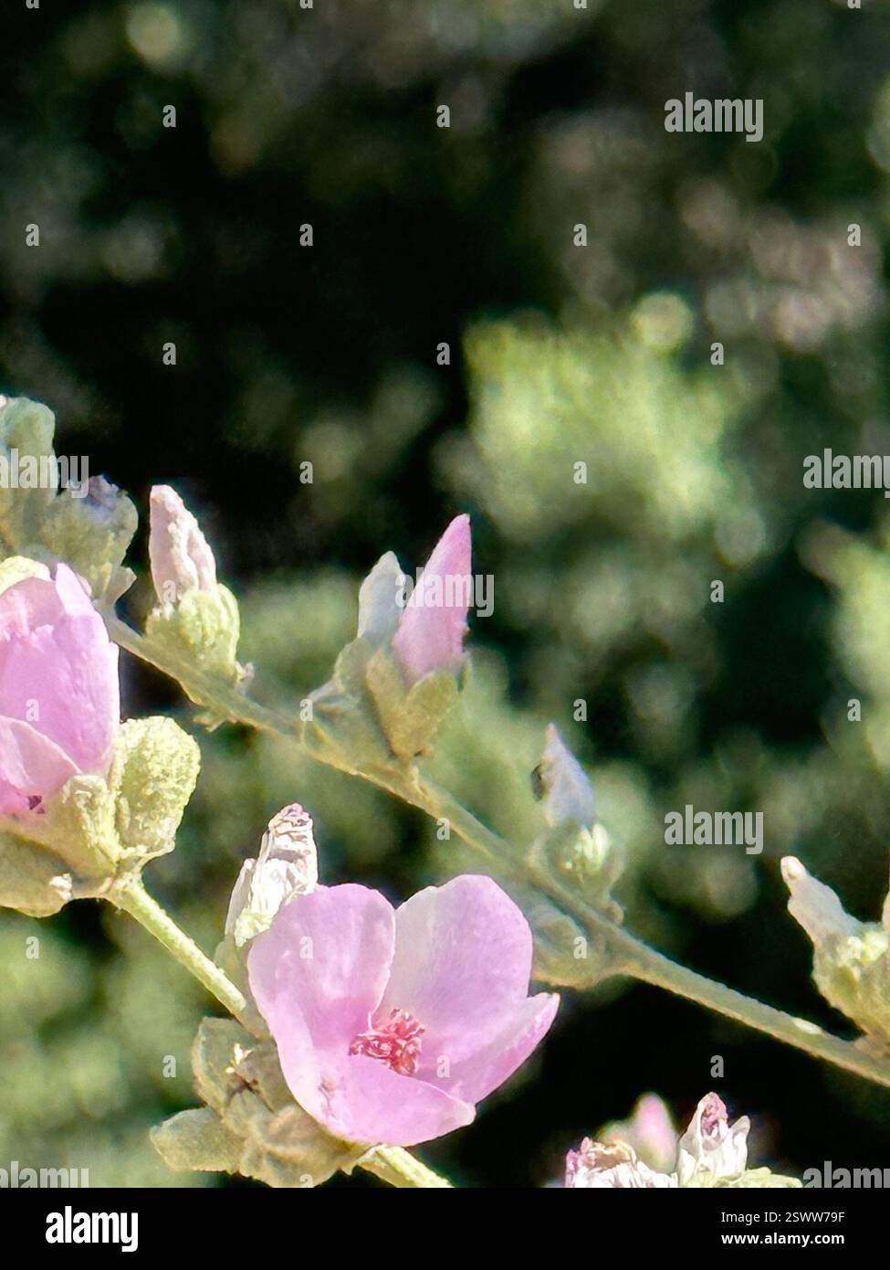 southern coastal bushmallow (Malacothamnus fasciculatus), Plantae ...