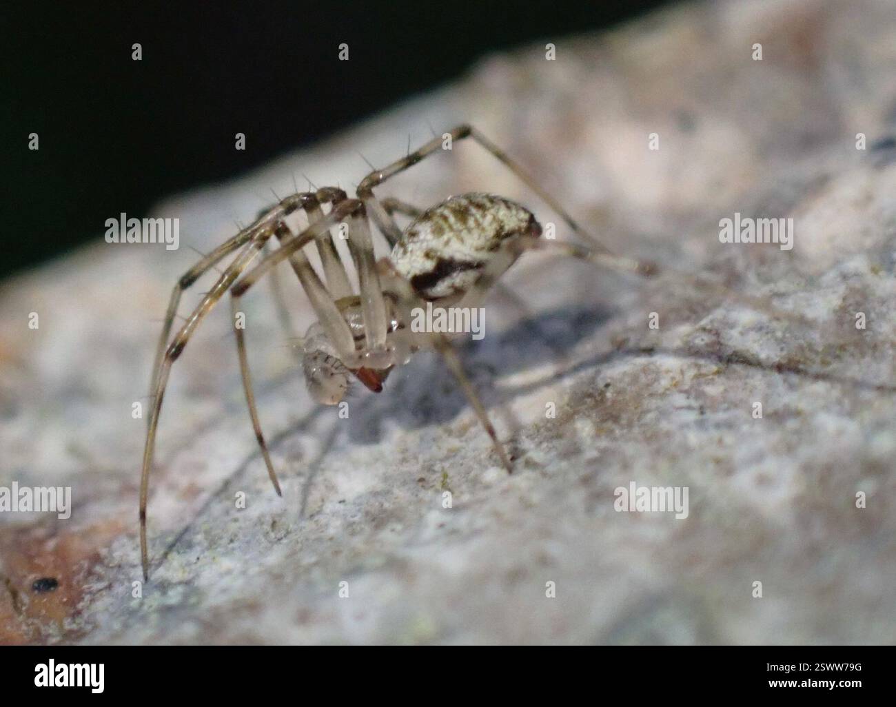 Invisible Spider (Drapetisca socialis), Arachnida, North, West and ...