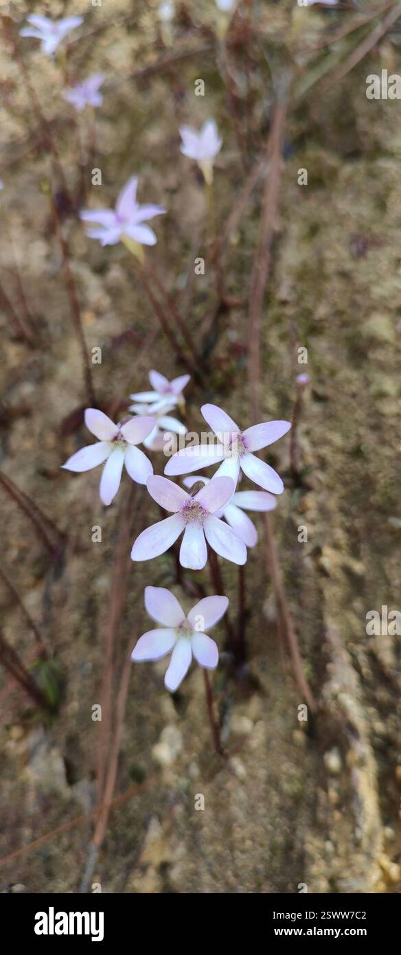 (Pinguicula parvifolia), Plantae, 48445 Jal., México Stock Photo - Alamy