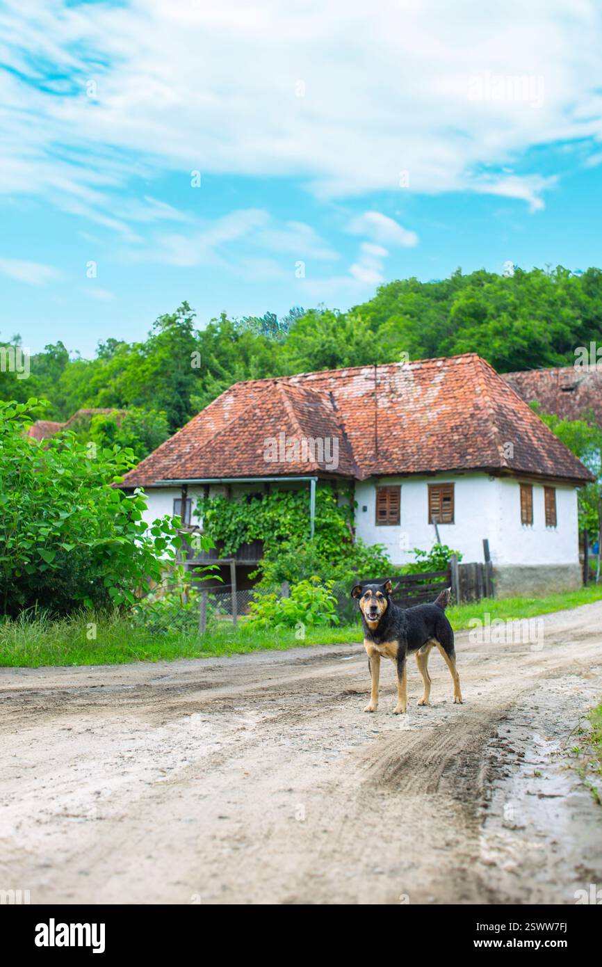 Rustic village scene with a dog on a dirt road near a vintage house ...
