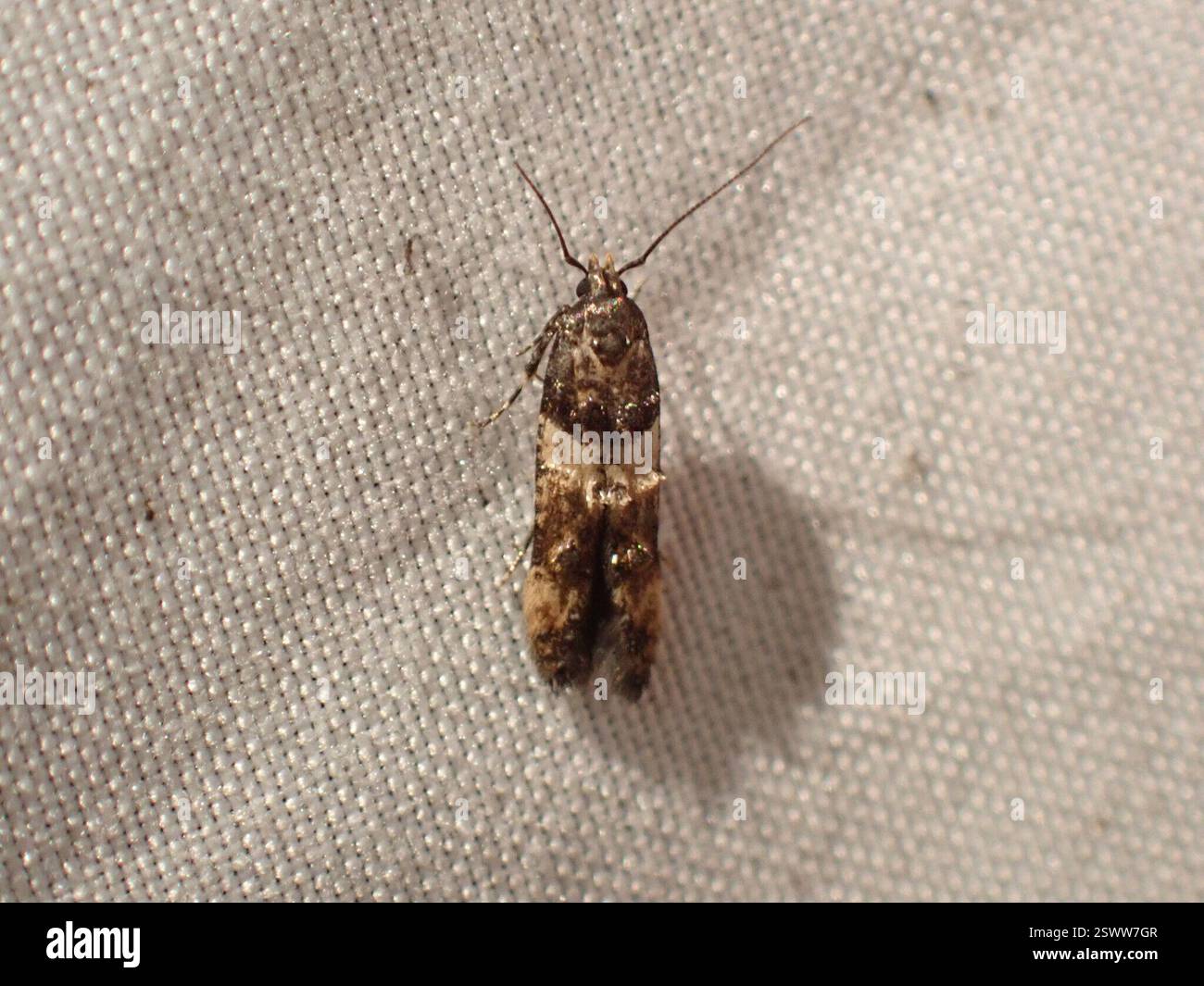 Sweet Clover Root Borer Moth (Walshia miscecolorella), Insecta, Val ...