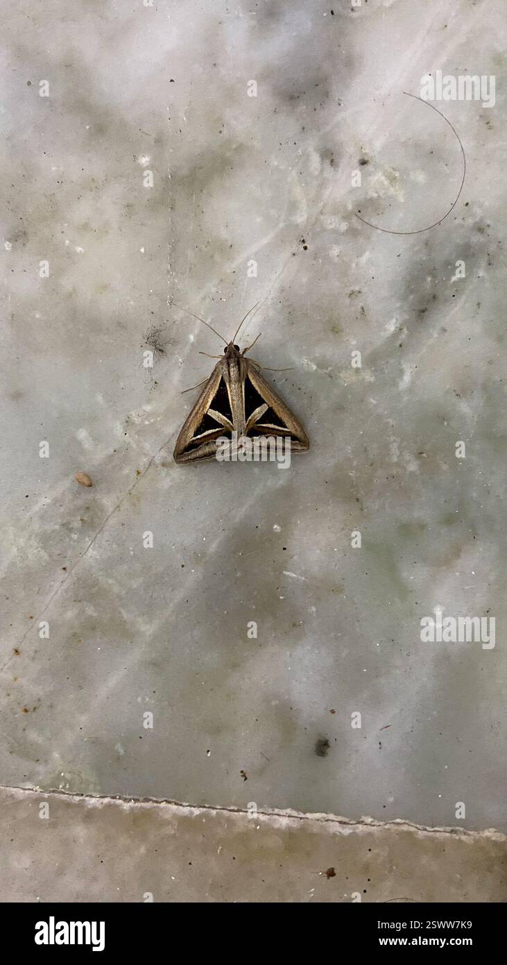 Triangles (Trigonodes hyppasia), Insecta, Kokilaben Vyas Marg ...