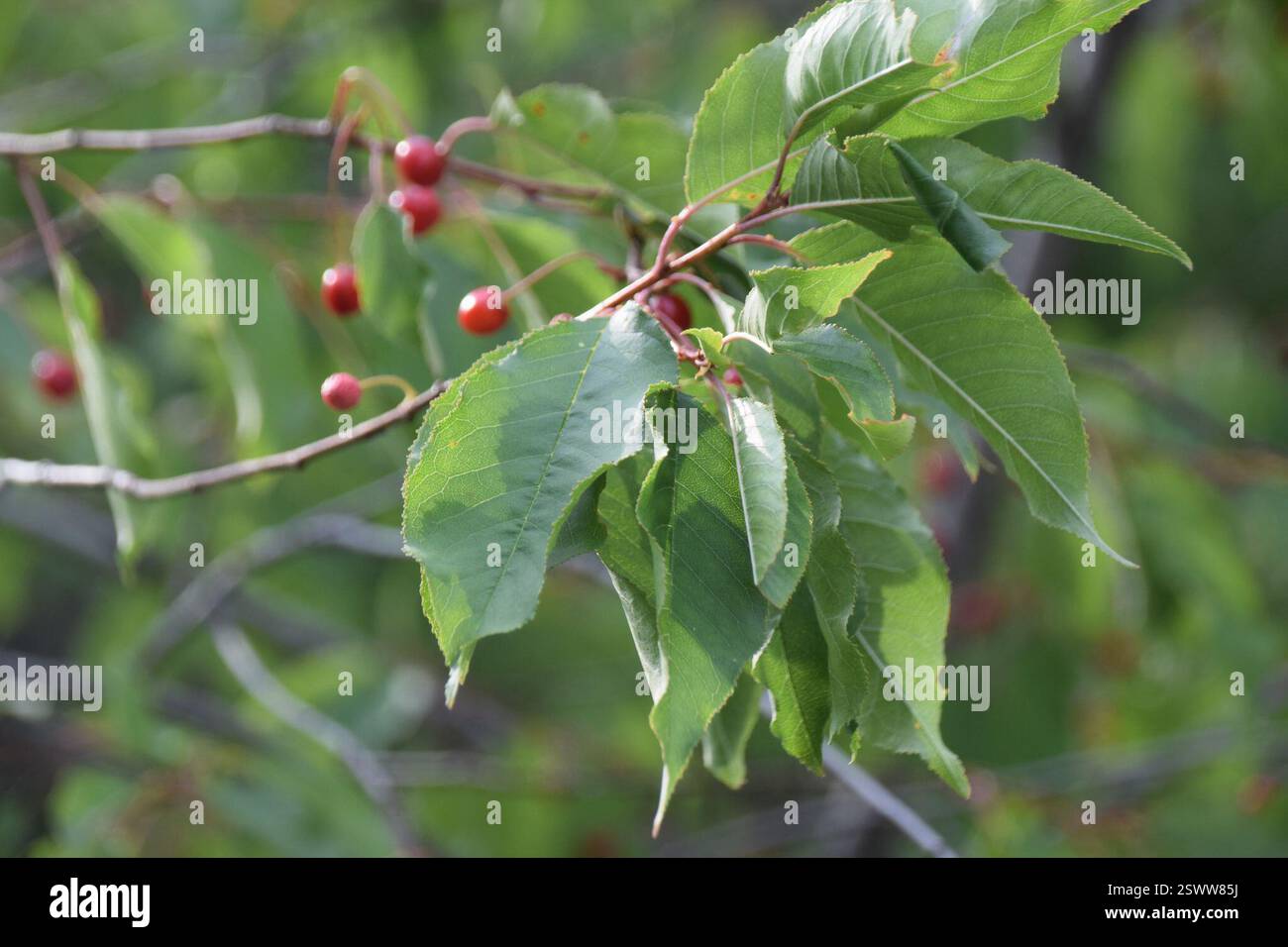 fire cherry (Prunus pensylvanica), Plantae, Powerview, Powerview-Pine ...
