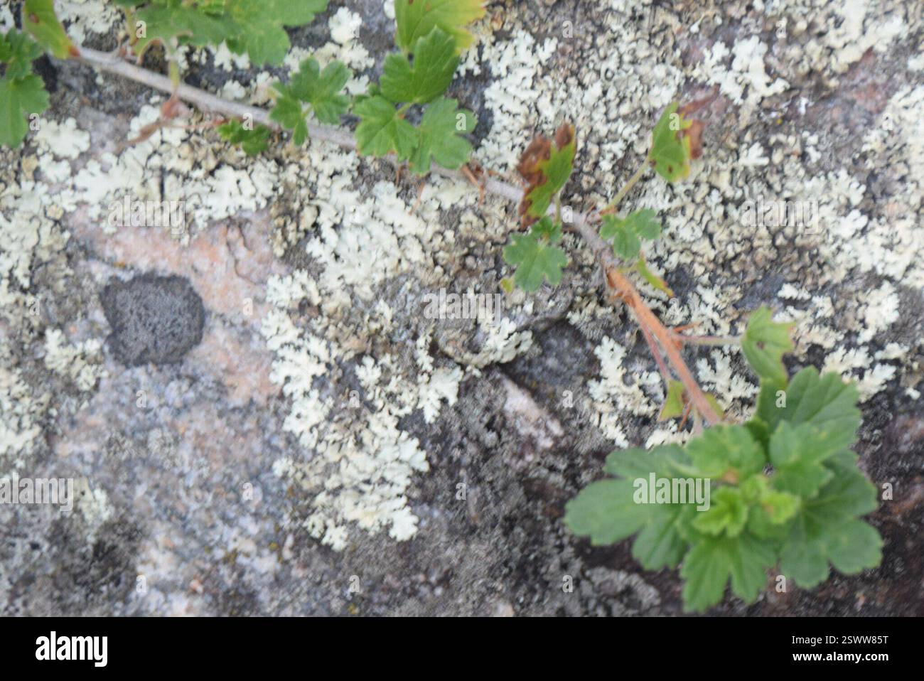 Canadian gooseberry (Ribes oxyacanthoides), Plantae, Powerview ...