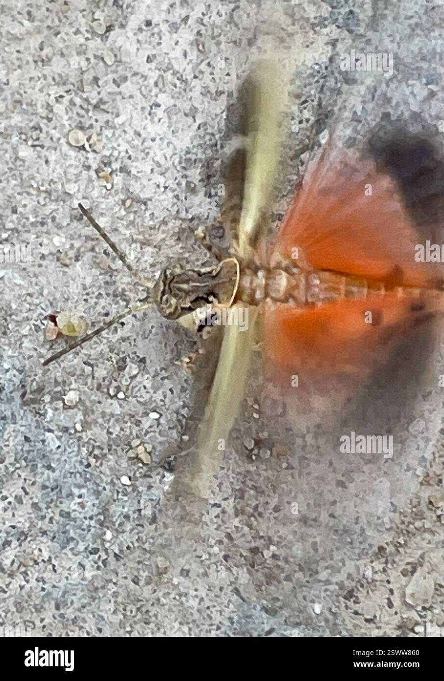 Slender Digging Grasshopper (Acrotylus patruelis), Insecta, Hilton ...