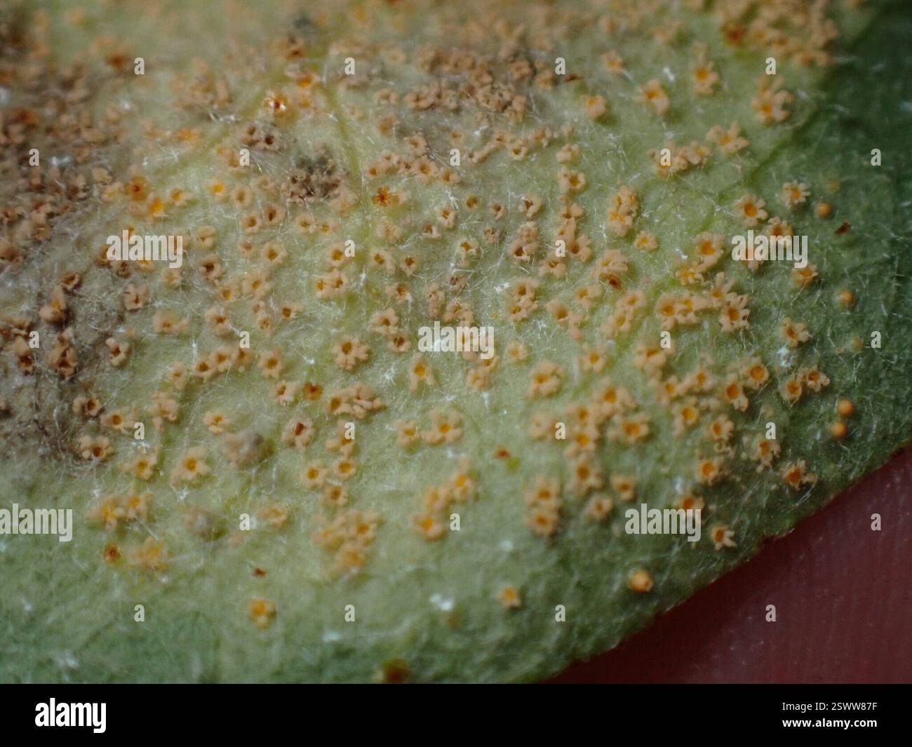 Orange-Yellow Rusts (Puccinia), Fungi, Division No. 4, CA-SK, CA, https ...