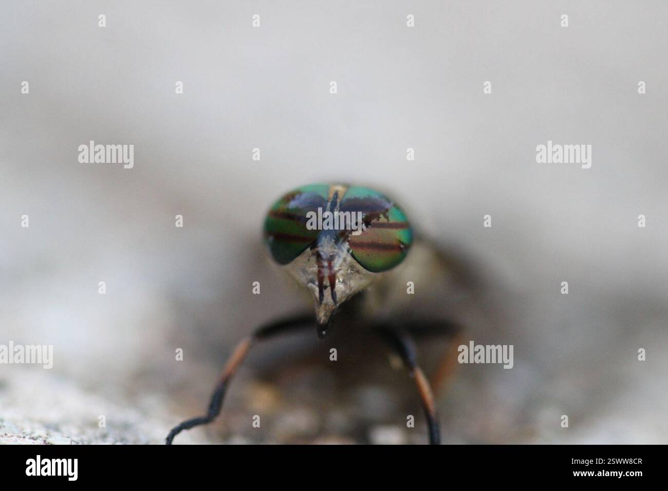 Dark Giant Horse Fly (Tabanus sudeticus), Insecta, La Frette, France ...