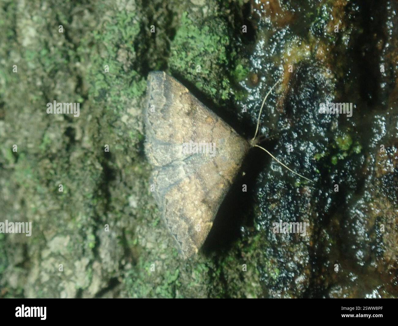 Sociable Renia Moth (Renia factiosalis), Insecta, Athol, MA, USA Stock ...