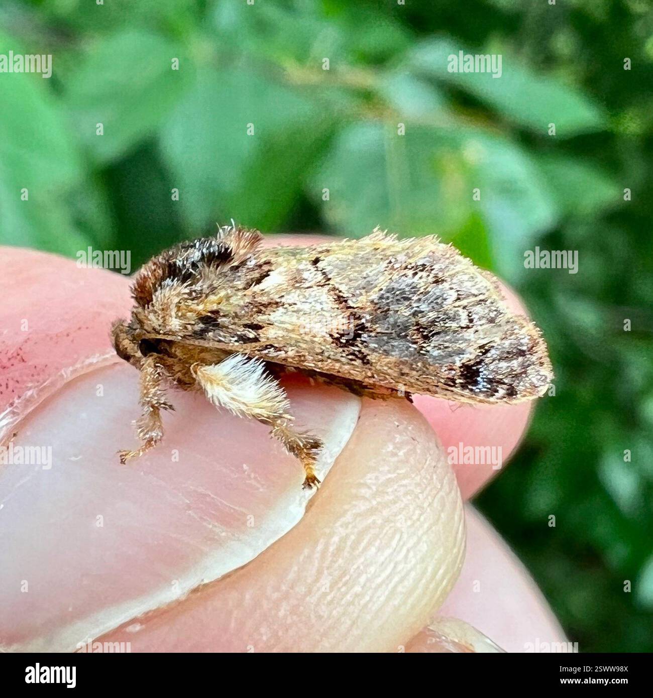 Hag Moth (Phobetron pithecium), Insecta, Woodstock, VT, US Stock Photo ...