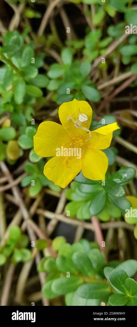 Flower Crab Spiders (Thomisus), Arachnida, 5V6J+783, Idimuzhikkal ...