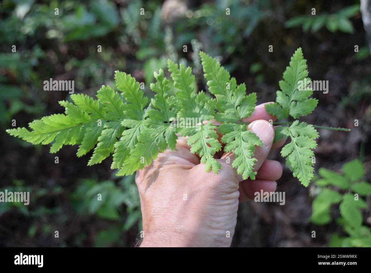 spinulose wood fern (Dryopteris carthusiana), Plantae, Powerview ...