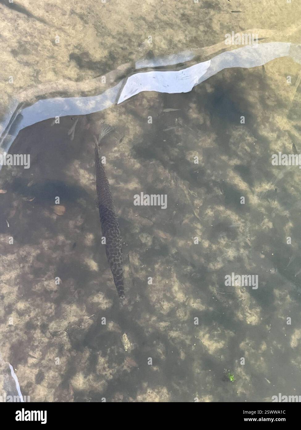 Florida Gar (Lepisosteus platyrhincus), Actinopterygii, Florida, US ...