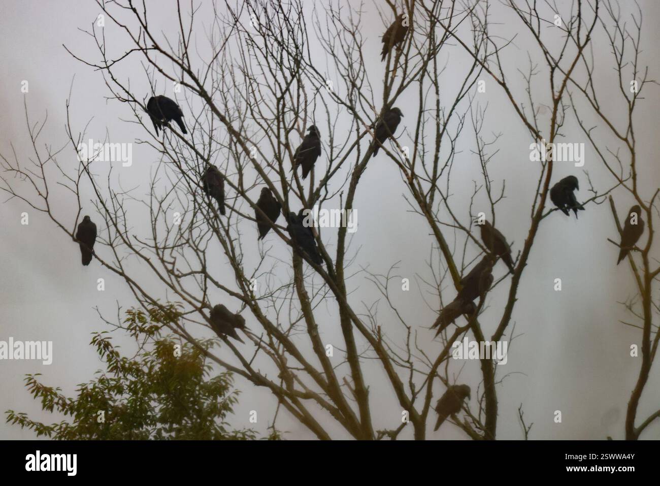 Common Raven (Corvus corax), Aves, Frederick County, US-MD, US, Part of ...