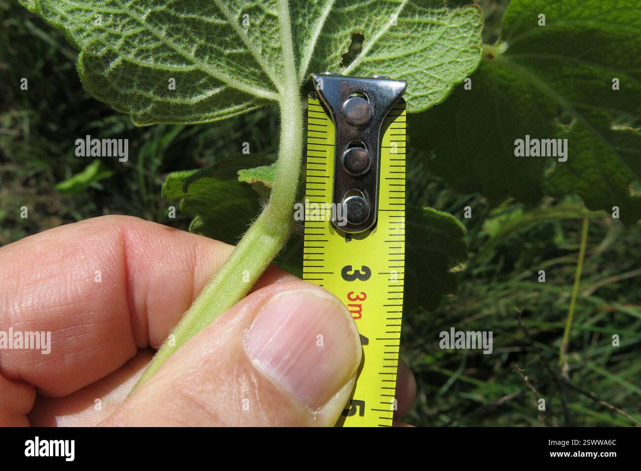 Citronella Spurflower (Equilabium laxiflorum), Plantae, uMgungundlovu ...