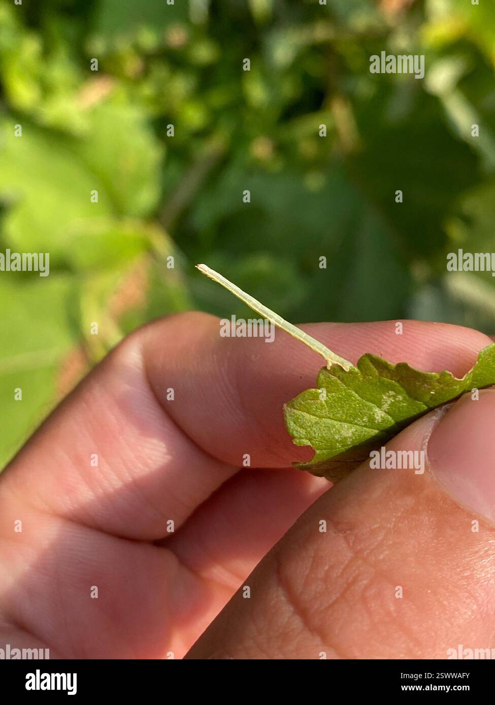 False Crocus Geometer Moth (Xanthotype urticaria), Insecta, Camp Lake ...