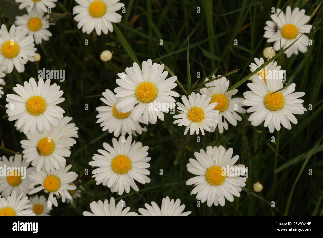 oxeye daisy (Leucanthemum vulgare), Plantae, Malltraeth, Anglesey ...