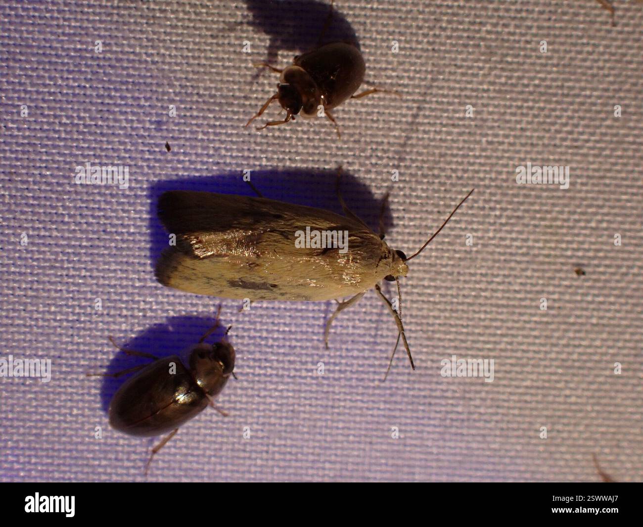 (Ponometia tortricina), Insecta, Val Marie No. 17, SK S0N, Canada, This ...