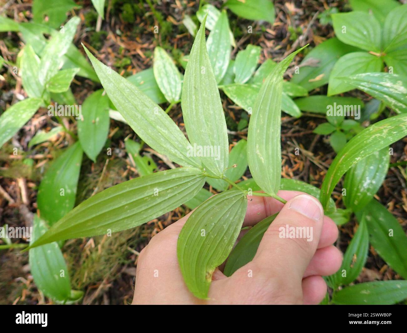 twisted-stalks (Streptopus), Plantae, West Vancouver, BC, Canada Stock ...