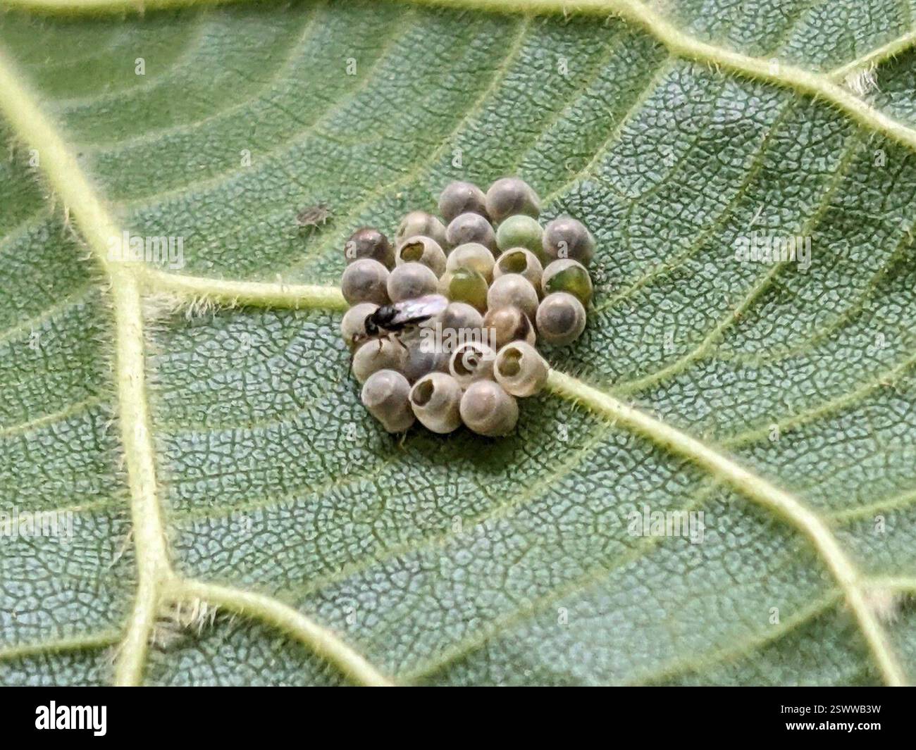Insects (Insecta), Insecta, Durham, England, GB, Are these hemipteran ...