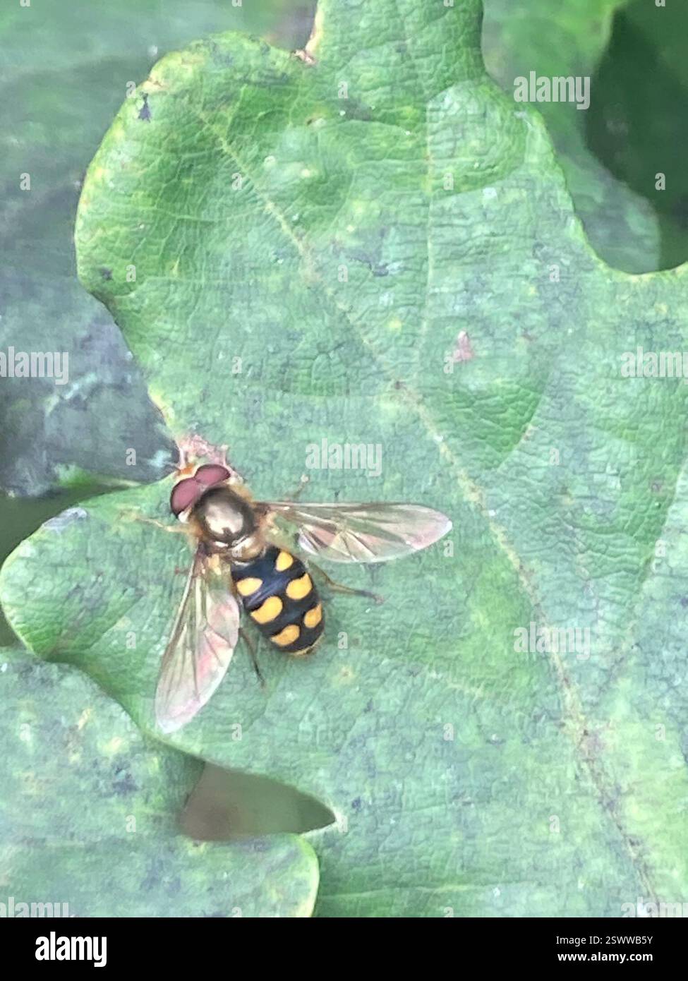 Aphideaters (Eupeodes), Insecta, W Temple Sheen, London, England, GB ...