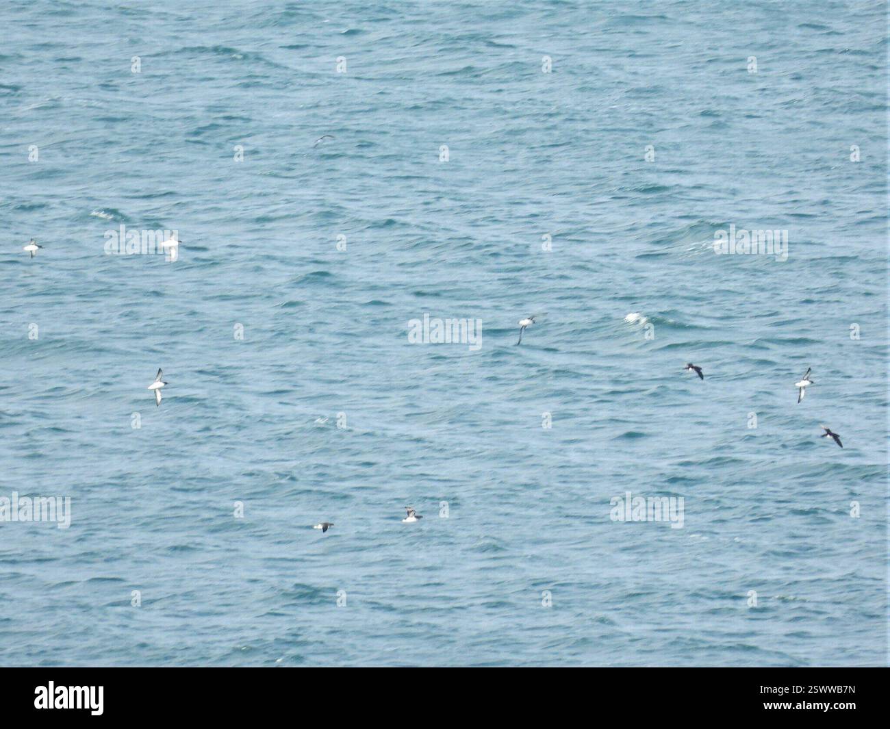 Fluttering Shearwater (Puffinus gavia), Aves, Auckland, New Zealand ...