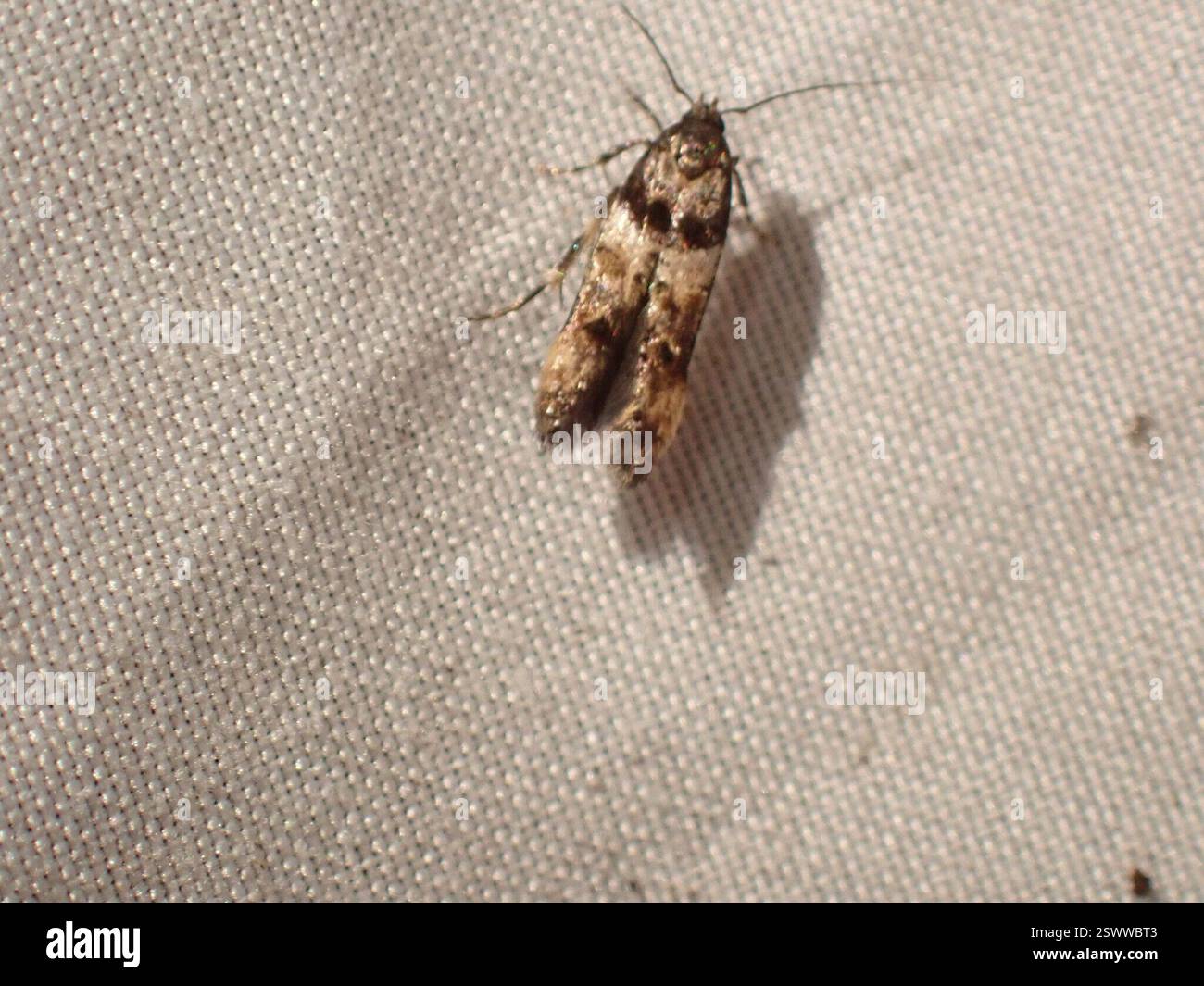 Sweet Clover Root Borer Moth (Walshia miscecolorella), Insecta, Val ...