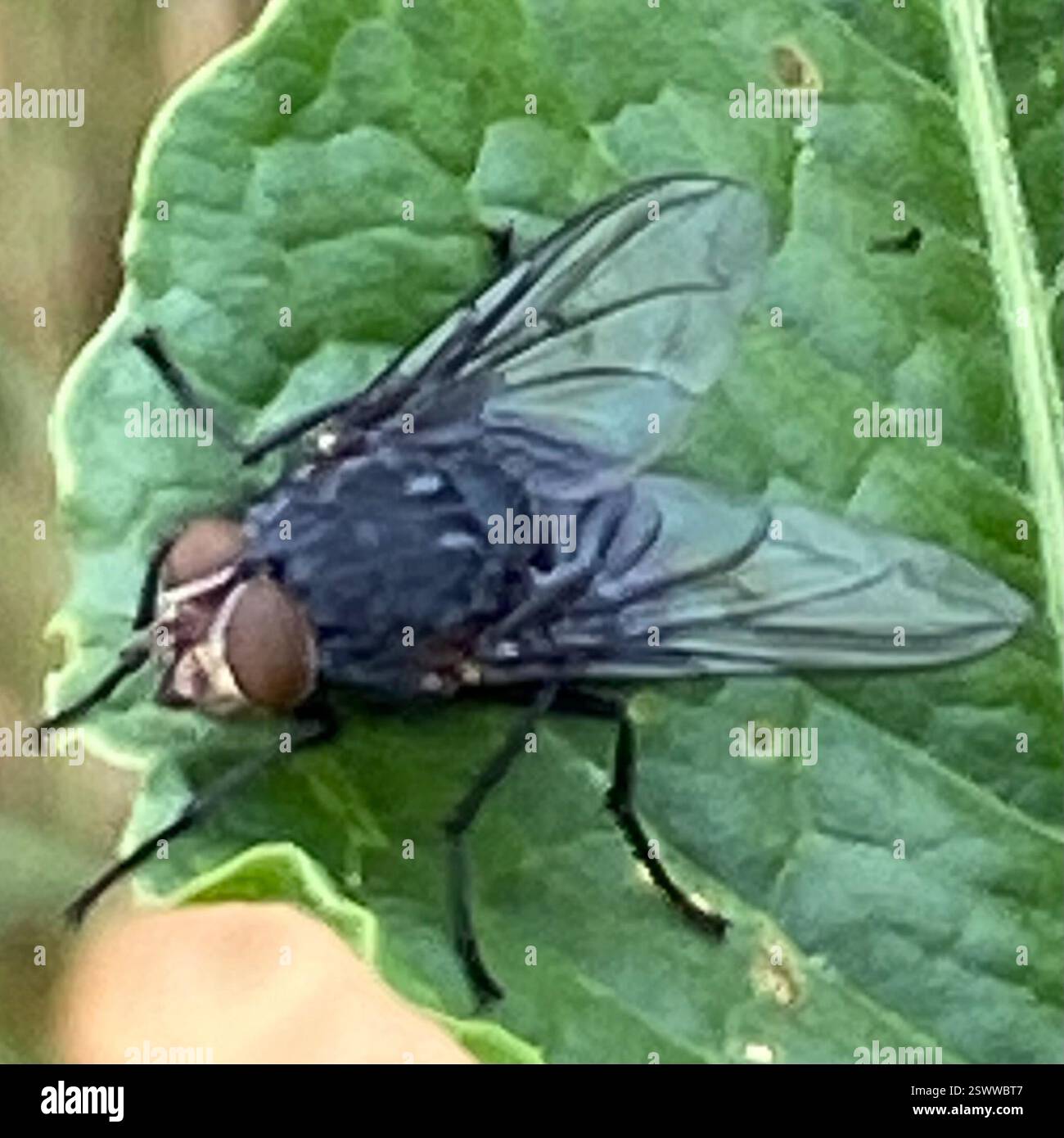 Bluebottle Flies (Calliphora), Insecta, Ballstadøya, Ballstad, 18, NO ...