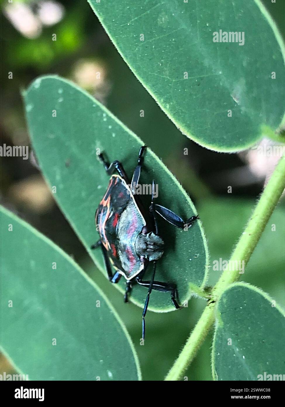 (Pellaea stictica), Insecta, Nutwood Ave, Fullerton, CA, US, Aluminum ...