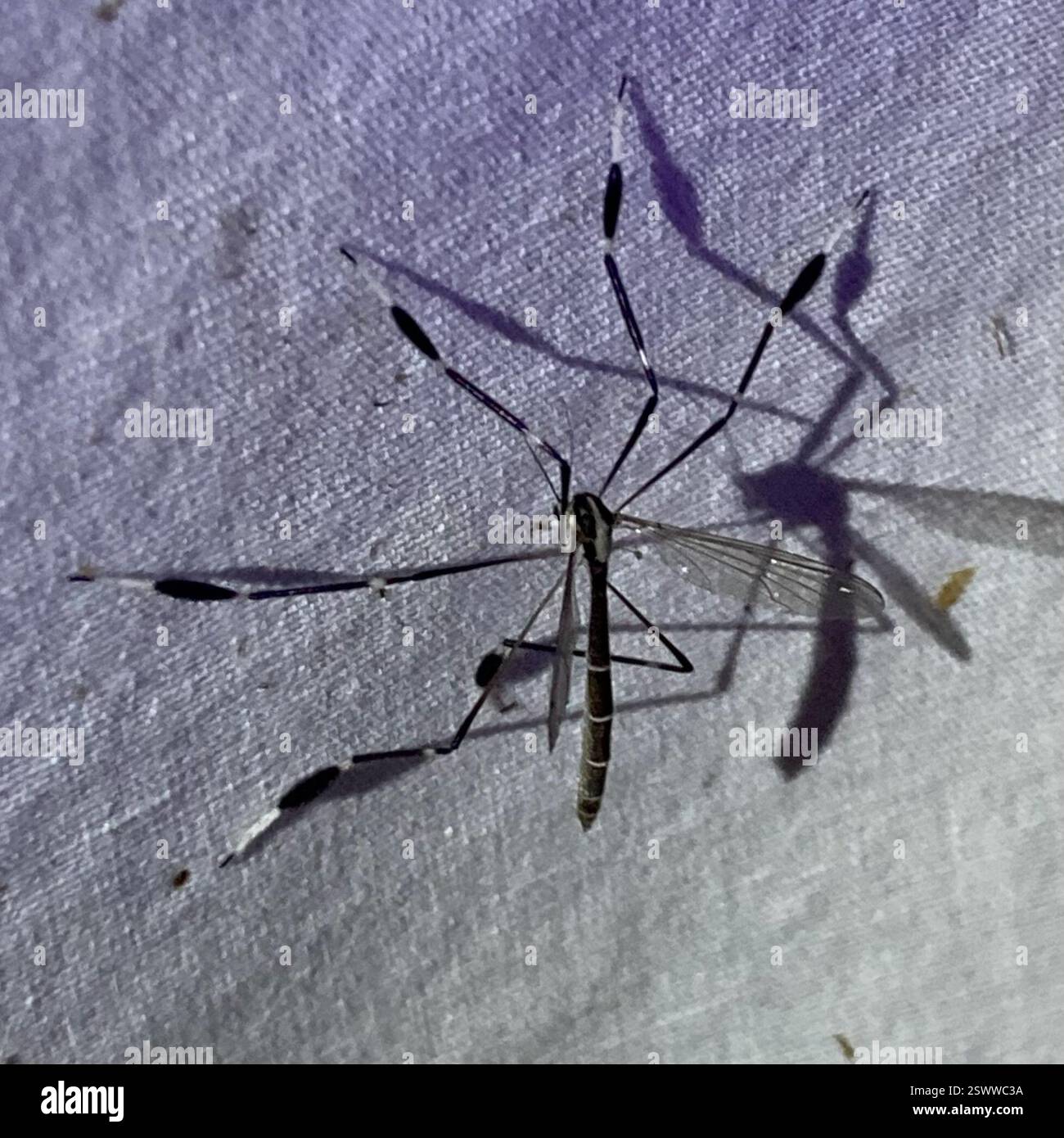 Eastern Phantom Crane Fly (Bittacomorpha clavipes), Insecta, Bruce St ...