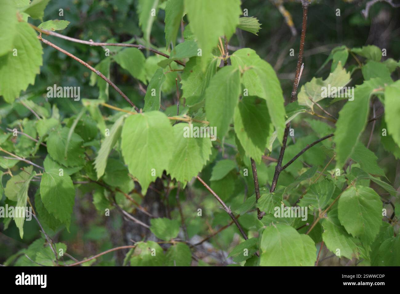 downy arrowwood (Viburnum rafinesqueanum), Plantae, Powerview ...