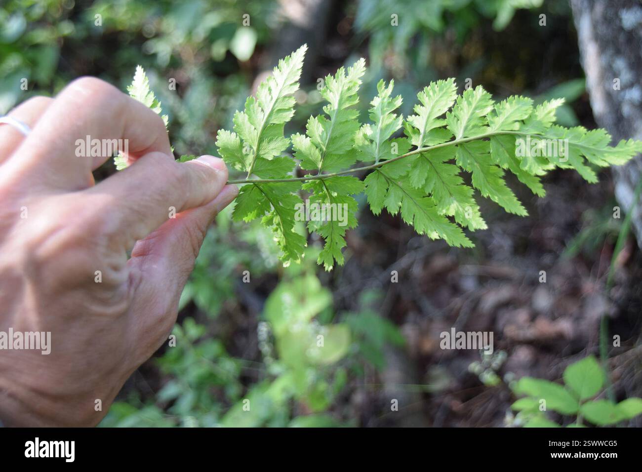 spinulose wood fern (Dryopteris carthusiana), Plantae, Powerview ...