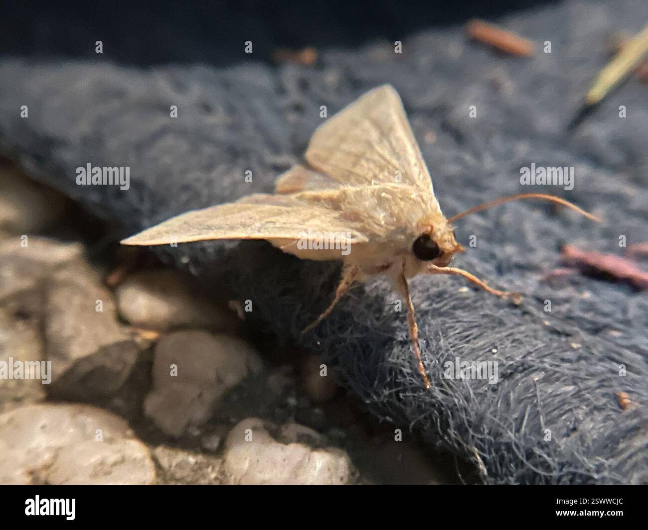 Tobacco Budworm Moth (Chloridea virescens), Insecta, California, US ...