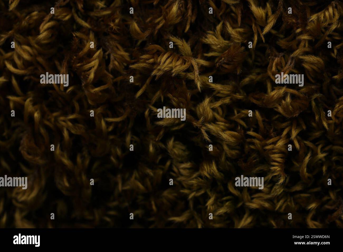 Silky Wall Feather-moss (Homalothecium sericeum), Plantae, Malltraeth ...