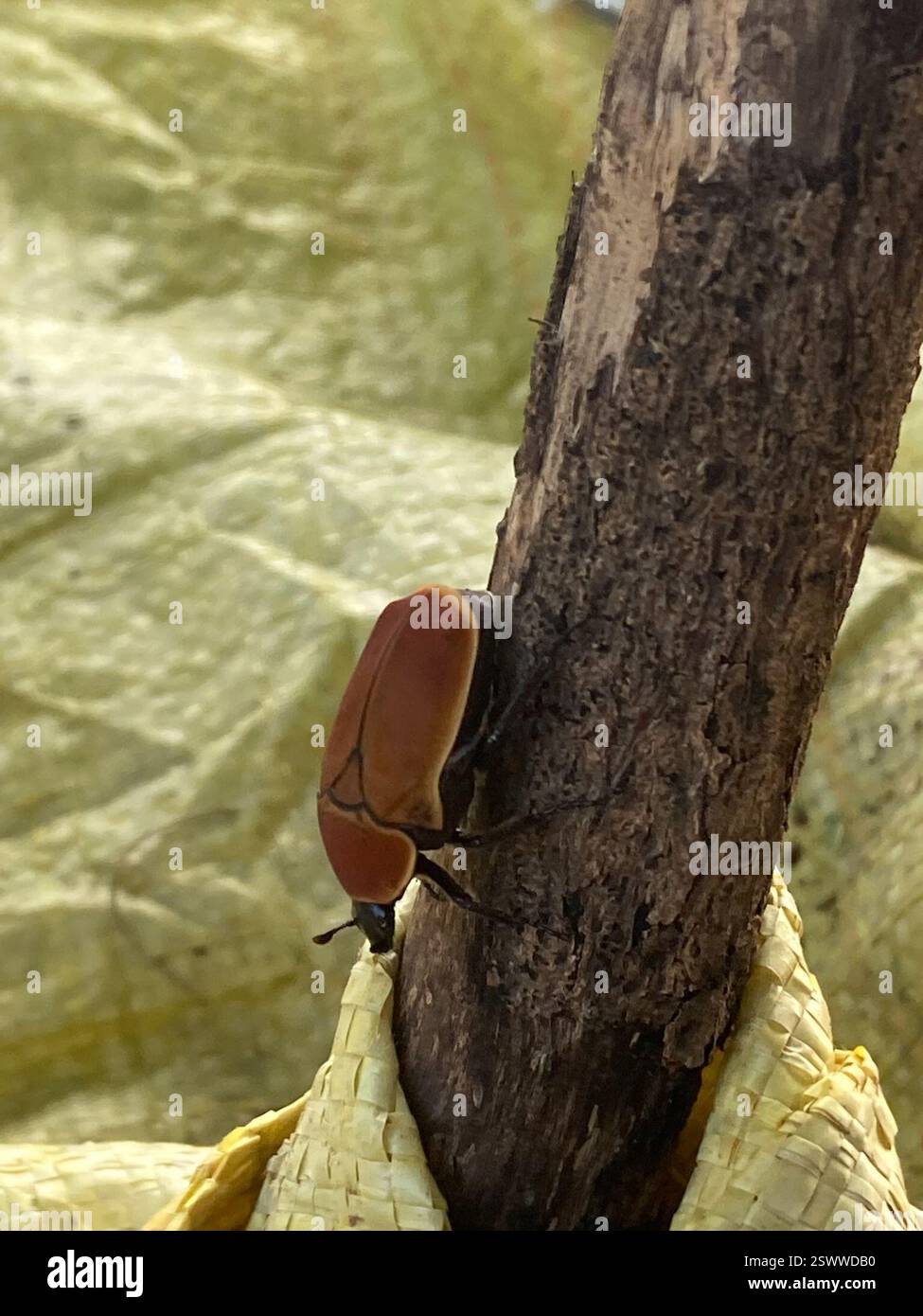 (Pachnoda marginata aurantia), Insecta, Senegal Stock Photo - Alamy