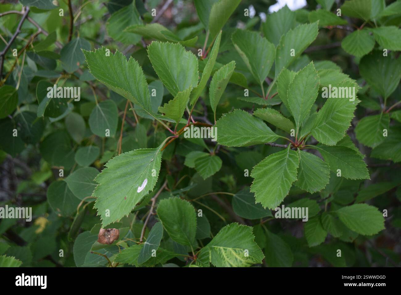 fireberry hawthorn (Crataegus chrysocarpa), Plantae, Powerview ...