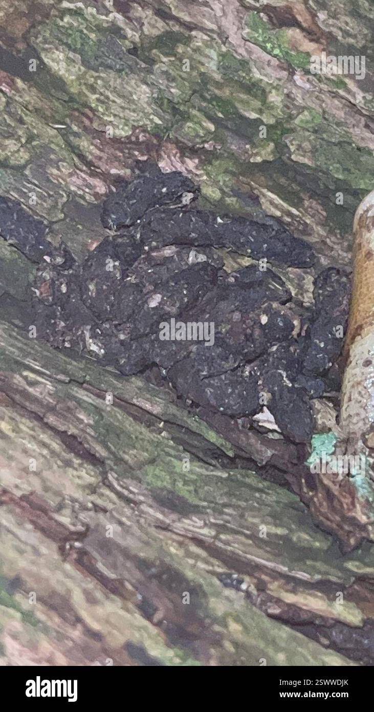 Common Brushtail Possum (Trichosurus vulpecula), Mammalia, Mountfort ...