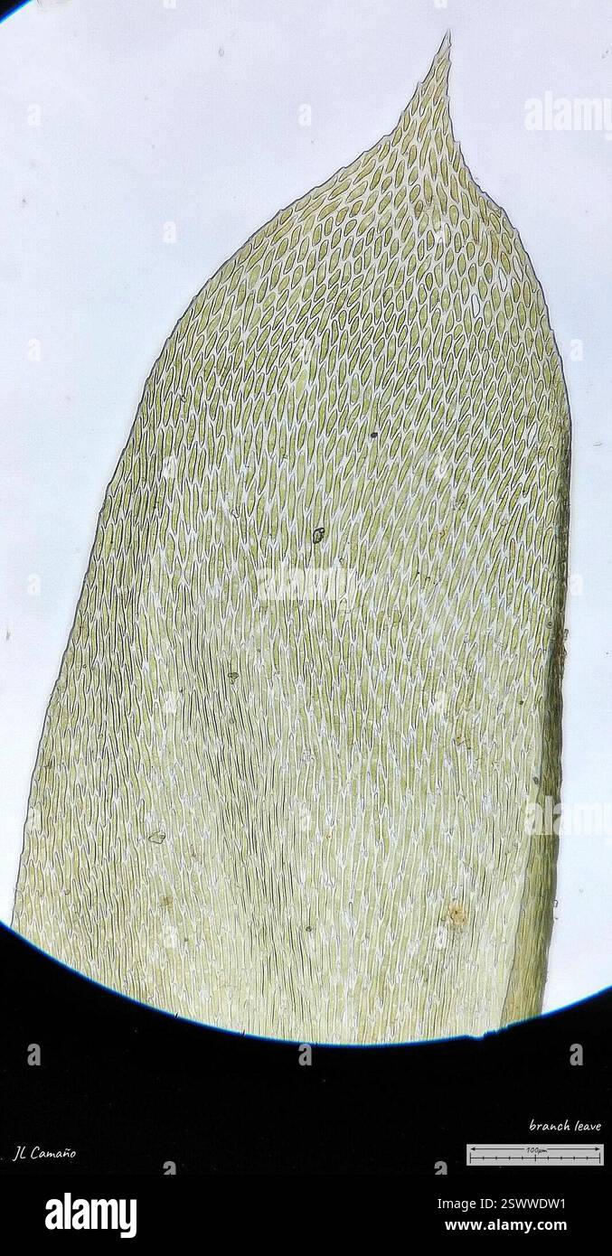 Flat Neckera (Alleniella complanata), Plantae, Lugo, Spain, On ...