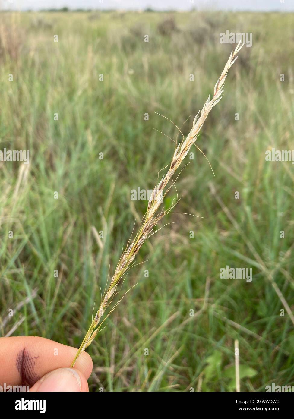 green needlegrass (Nassella viridula), Plantae, Alzada, MT, US Stock ...