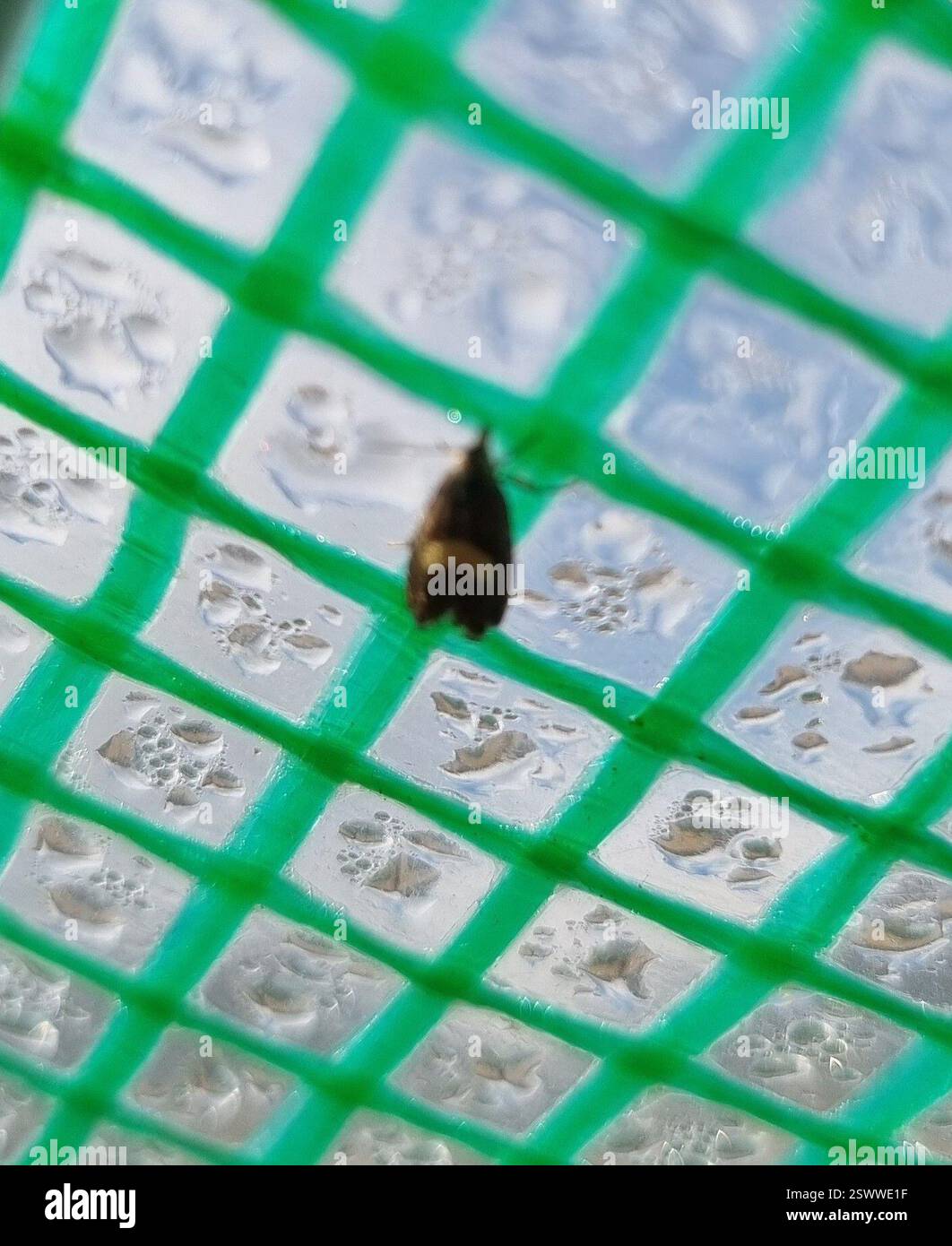 Common Drill (Dichrorampha petiverella), Insecta, Littleport, UK Stock ...