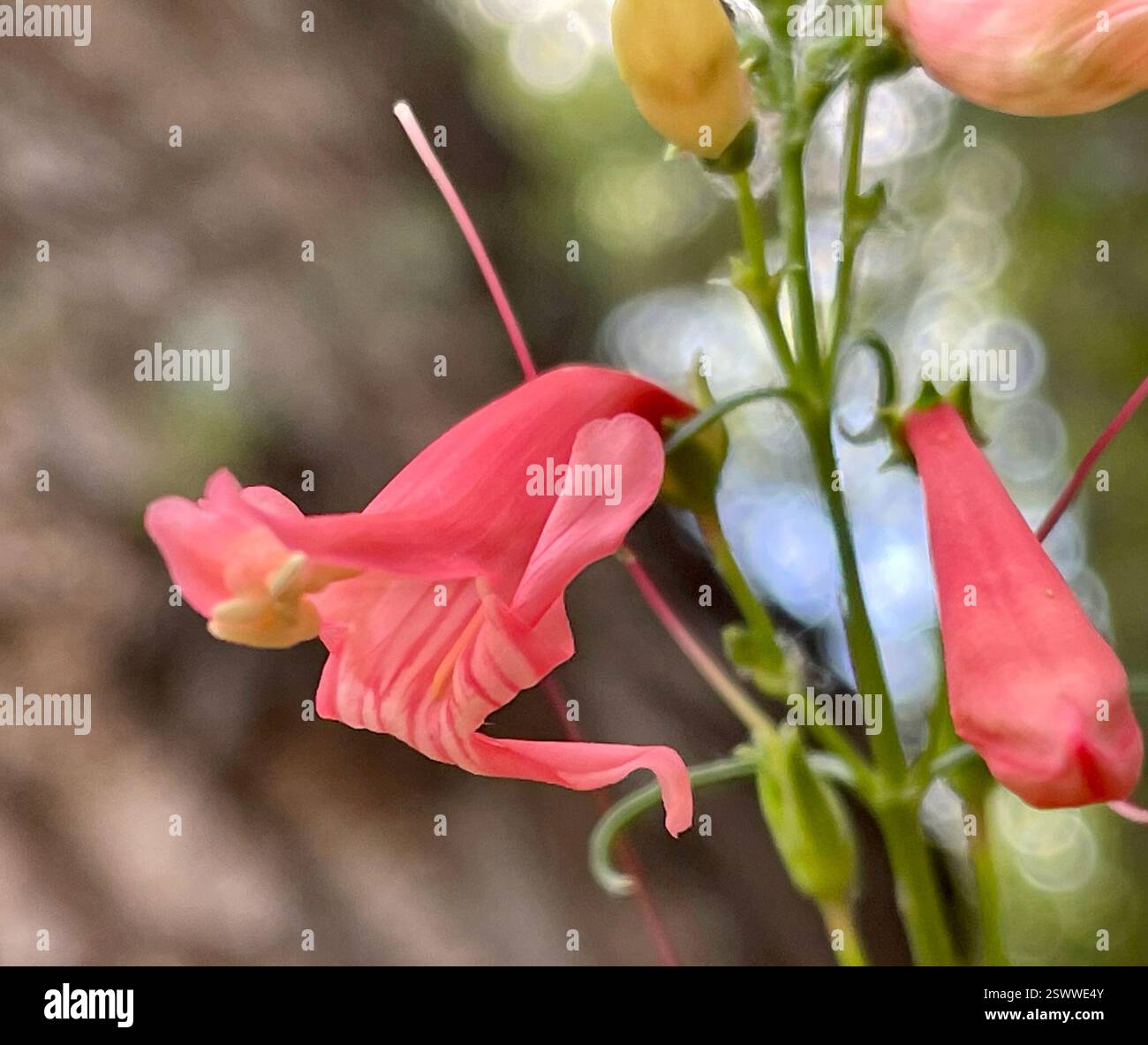 Beardlip Penstemon (Penstemon barbatus), Plantae, Bandelier National ...