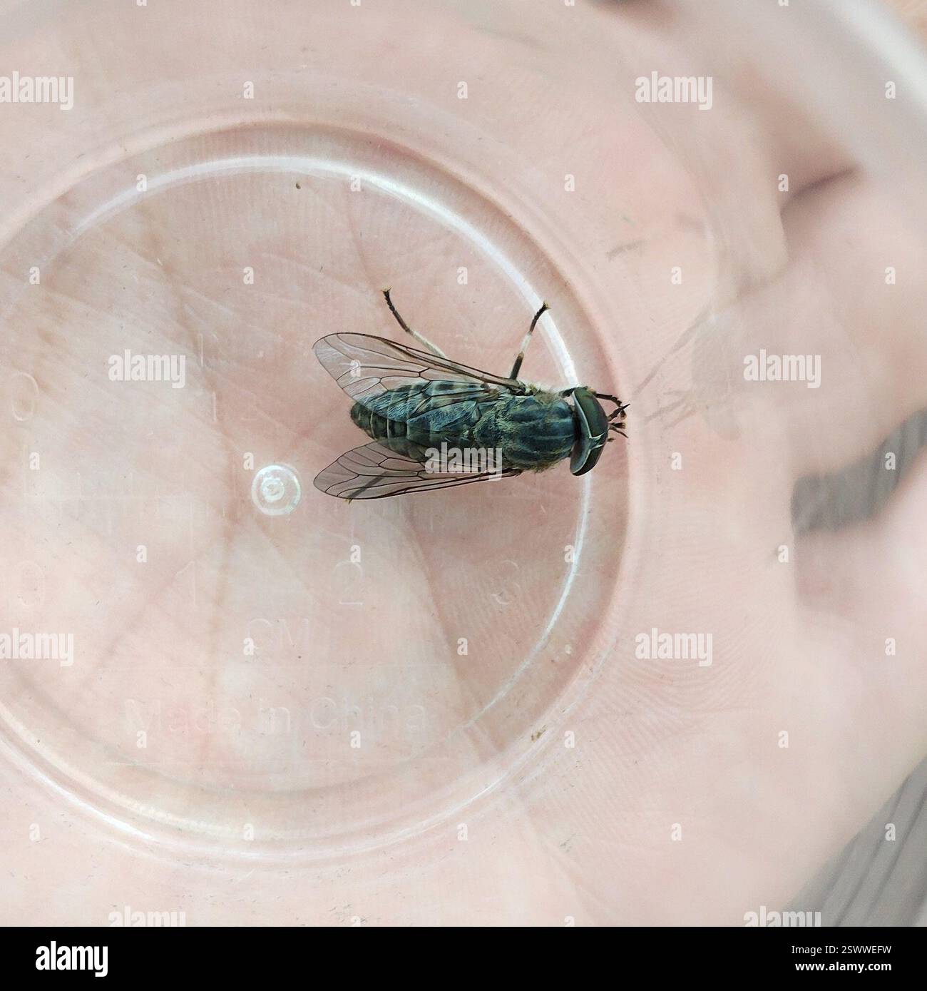 Horse Flies (Tabaninae), Insecta, Kosanin dol, Pancharevo, Bulgaria ...