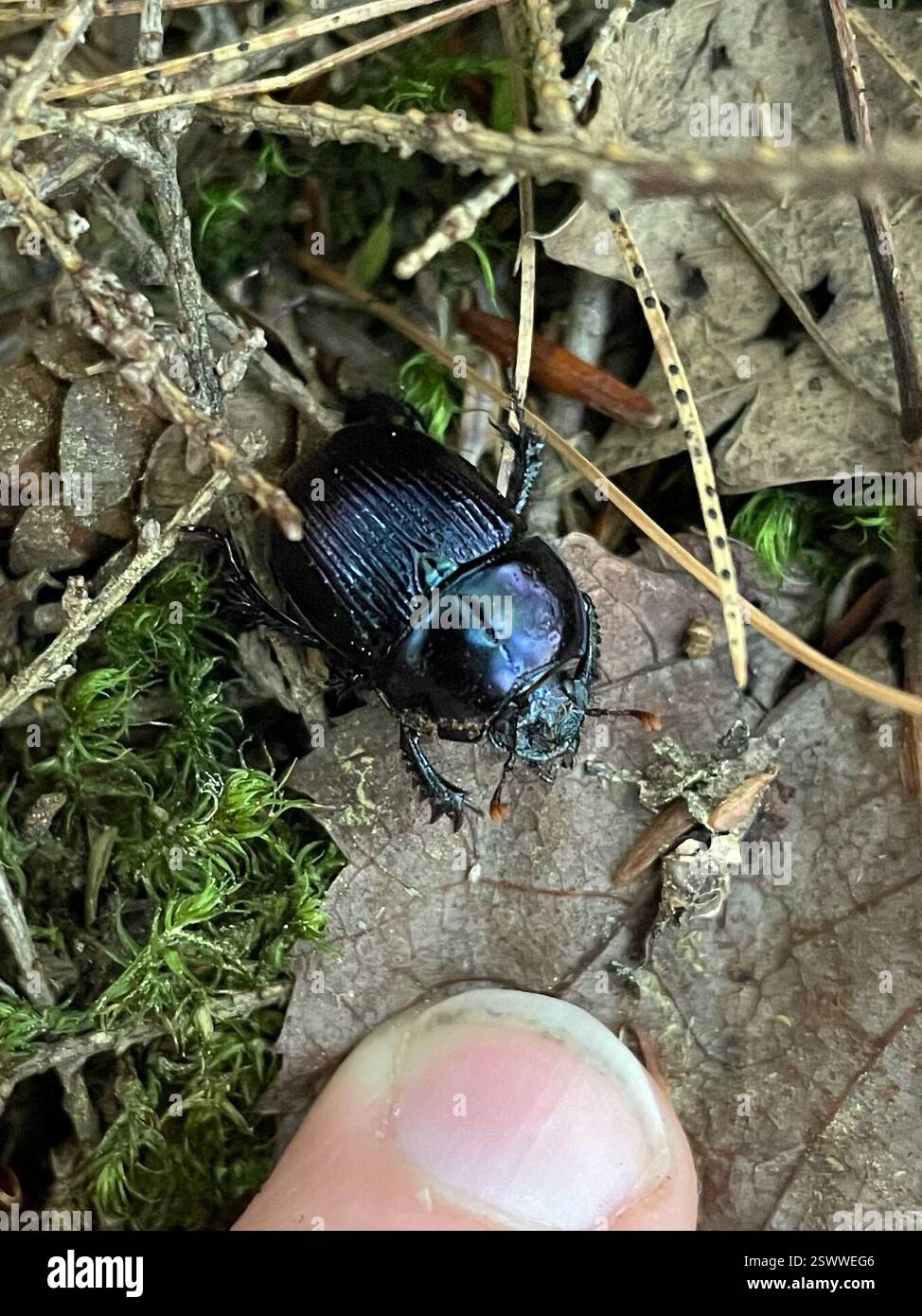 Baly's Earth-boring Beetle (Geotrupes balyi), Insecta, Killarney, ON ...