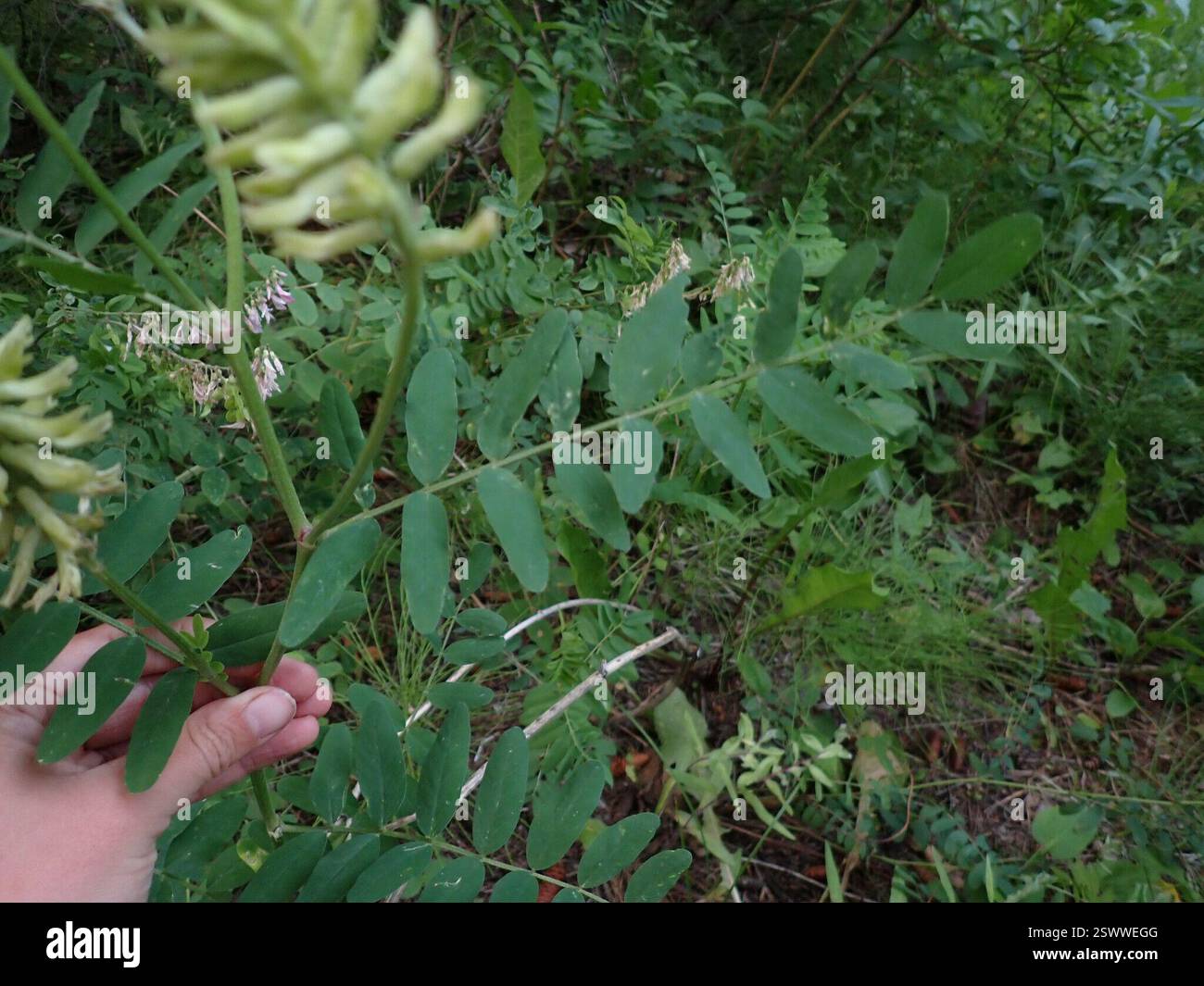 Canadian milkvetch (Astragalus canadensis), Plantae, Division No. 4, CA ...
